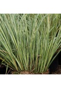 ACORUS gramineus Variegata