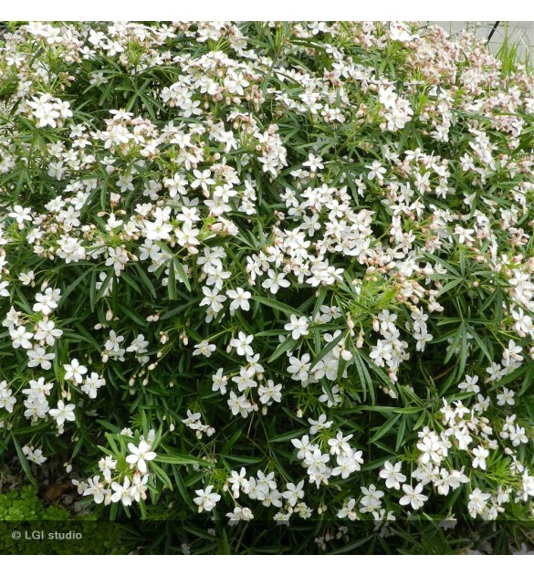 Choisya 'Aztec Pearl'